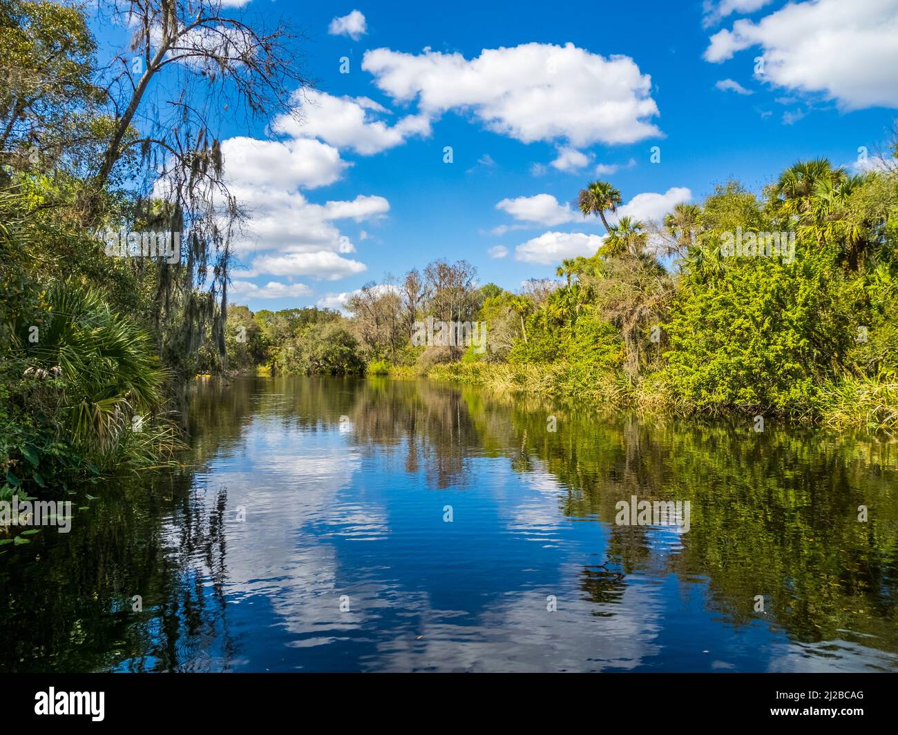 Smooth shell hi-res stock photography and images - Alamy