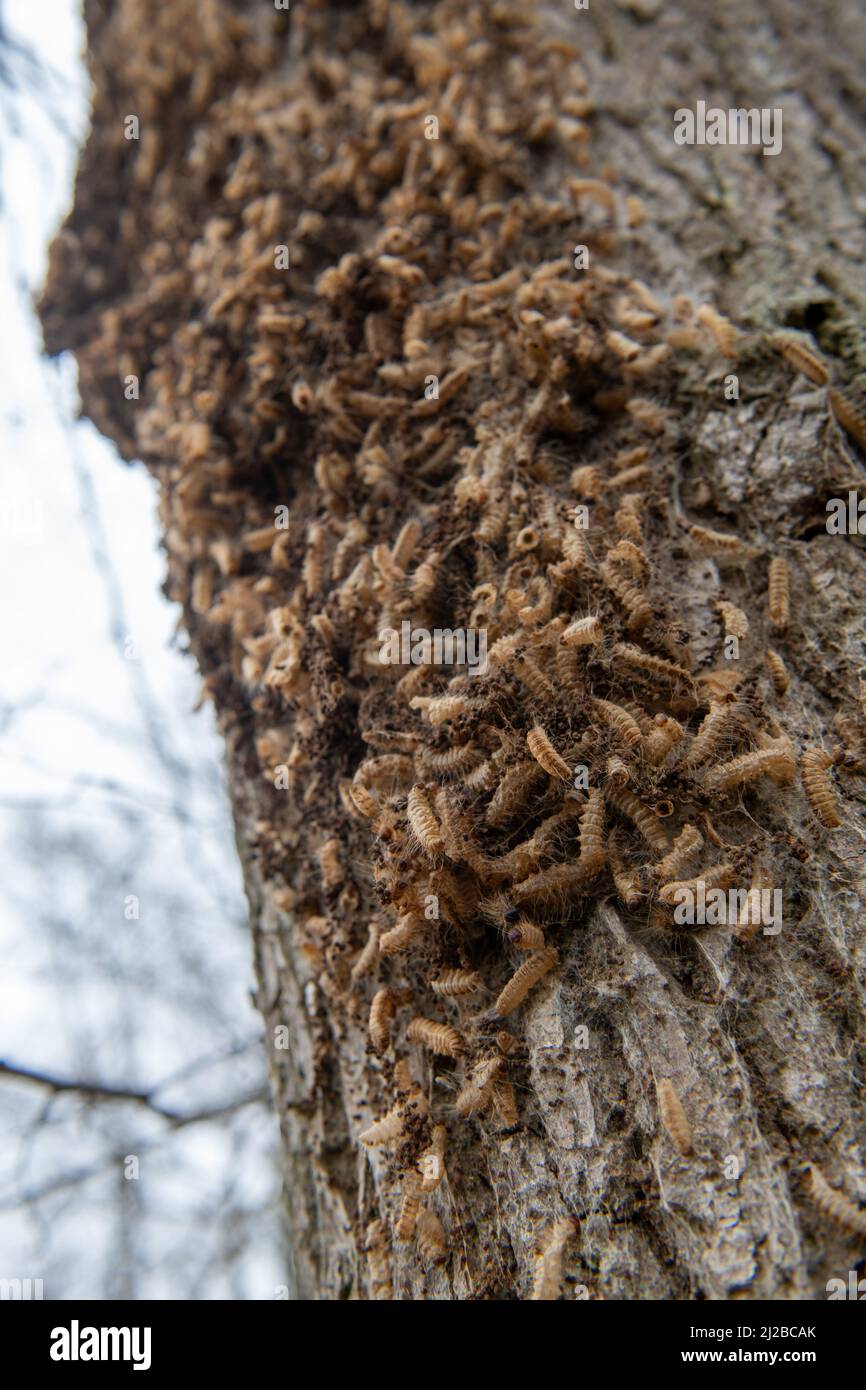 Skin rashes hi-res stock photography and images - Alamy