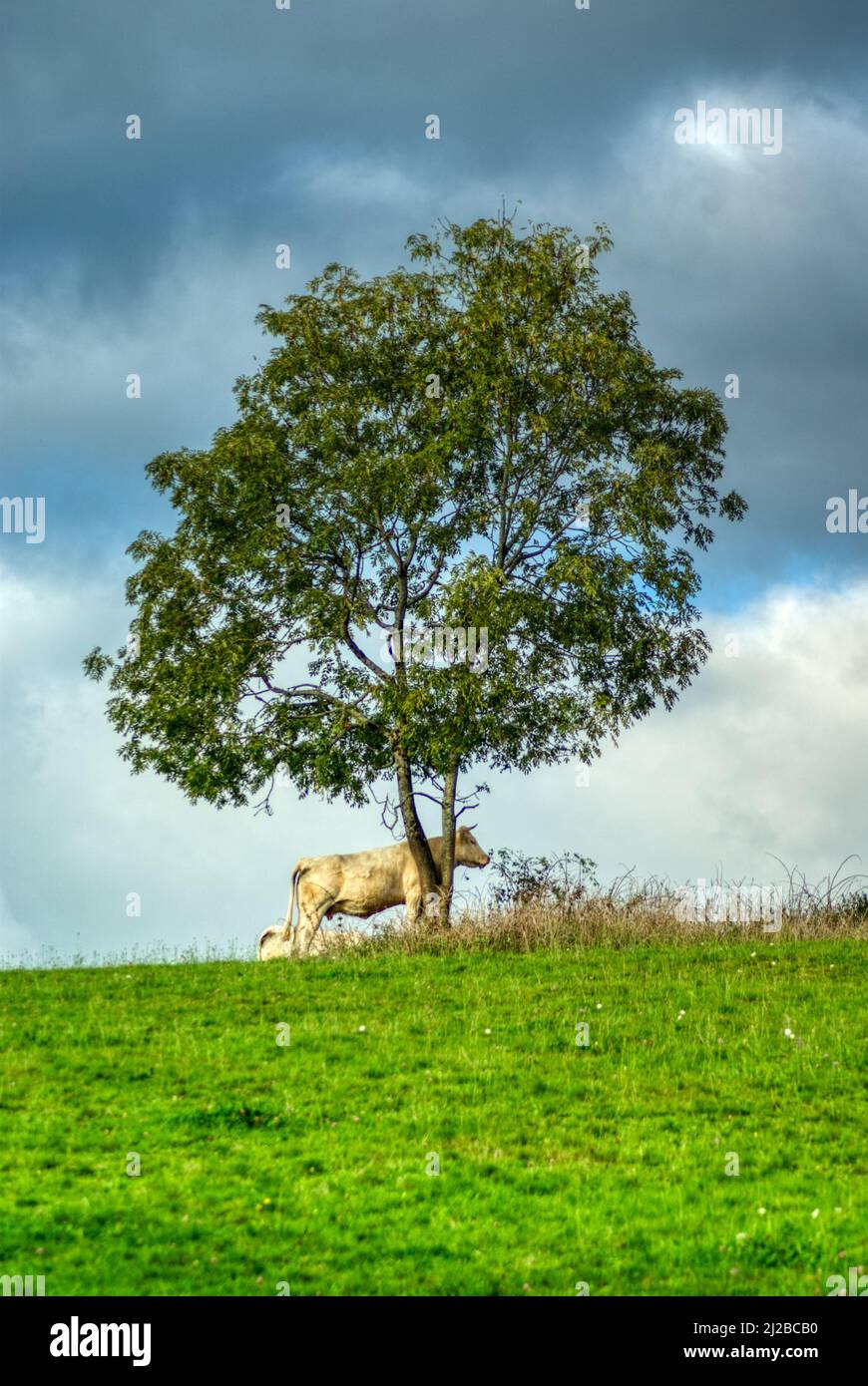 Cow under tree hi-res stock photography and images - Alamy
