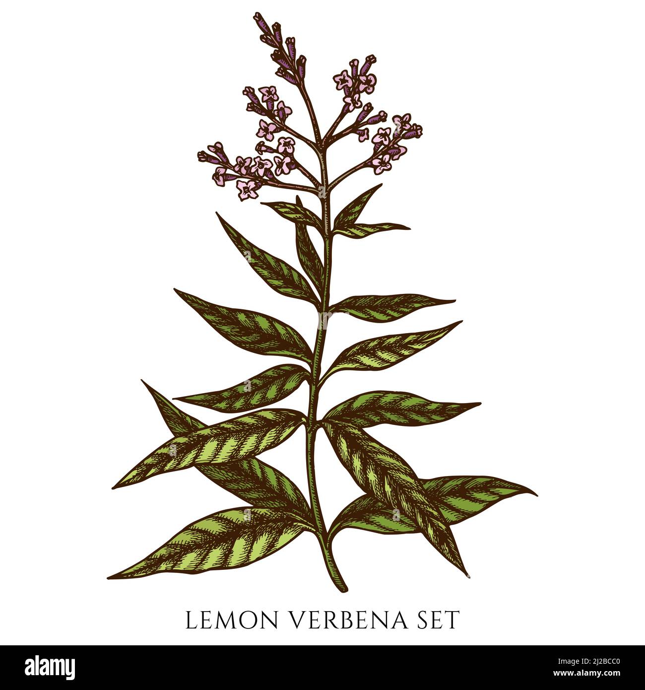 Lemon Verbena Drawing