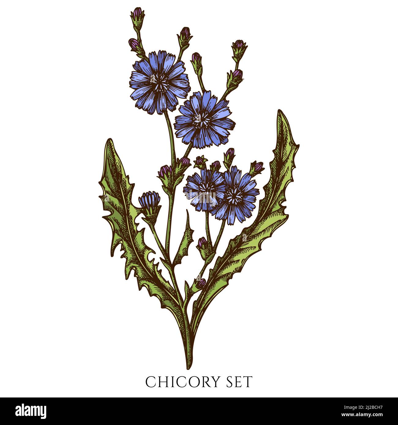 Tea herbs hand drawn vector illustrations collection. Colored chicory ...