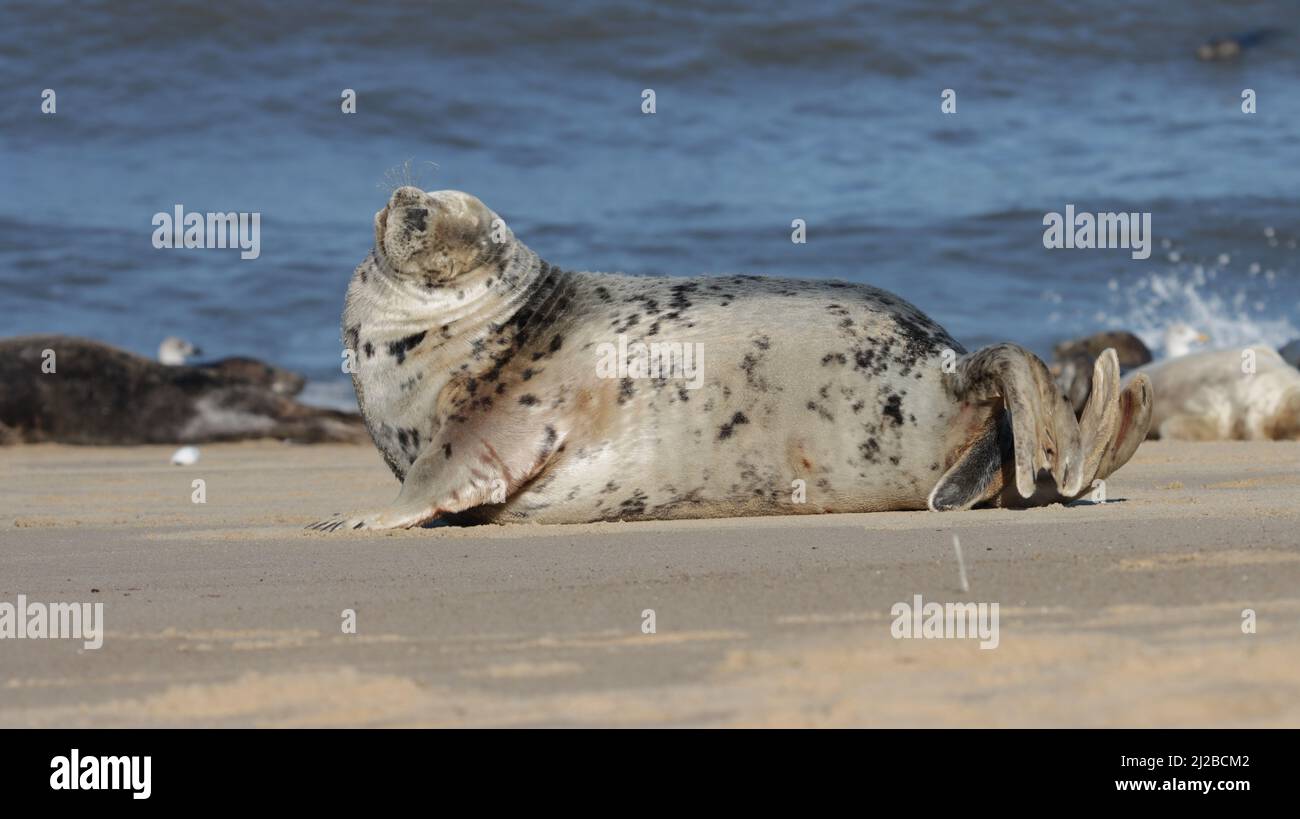 A seal stretching on the beach Stock Photo - Alamy