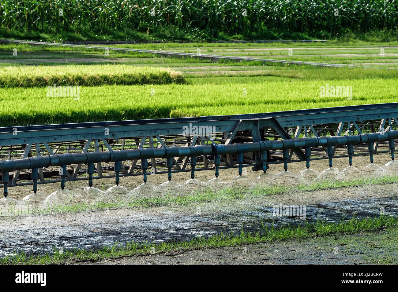 Irrigation system in function watering of rice field. Modern pipe and ...