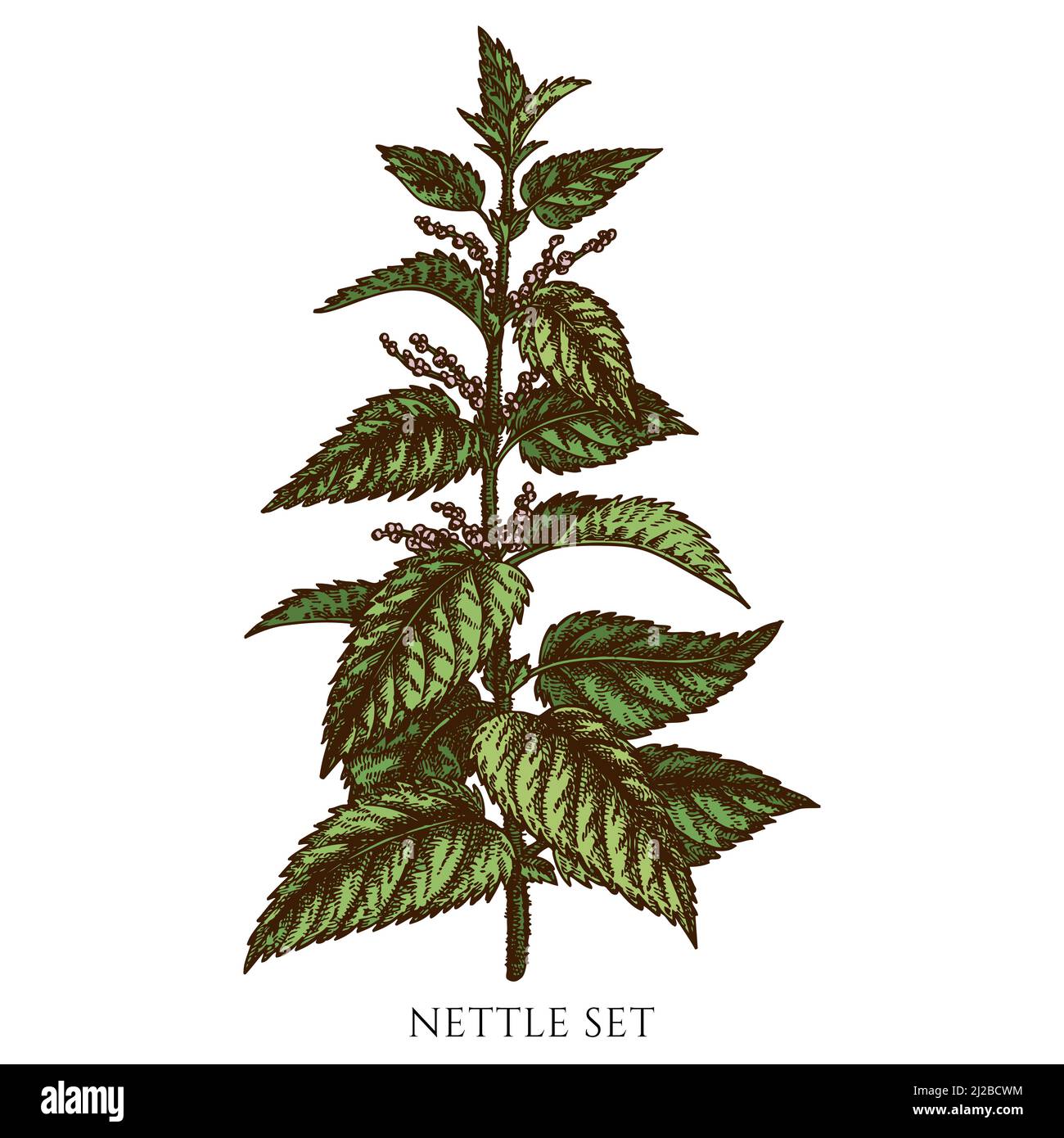 Old nettle Stock Vector Images - Alamy