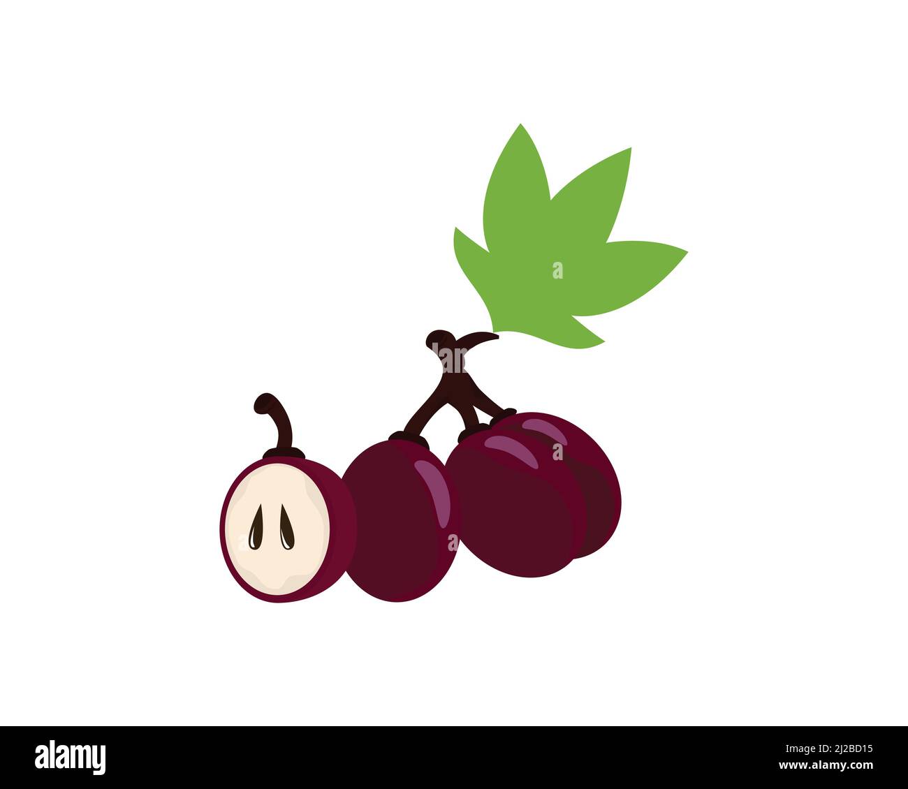 Purple Grapes Illustration and Wine Grapes Vector Stock Vector Image ...