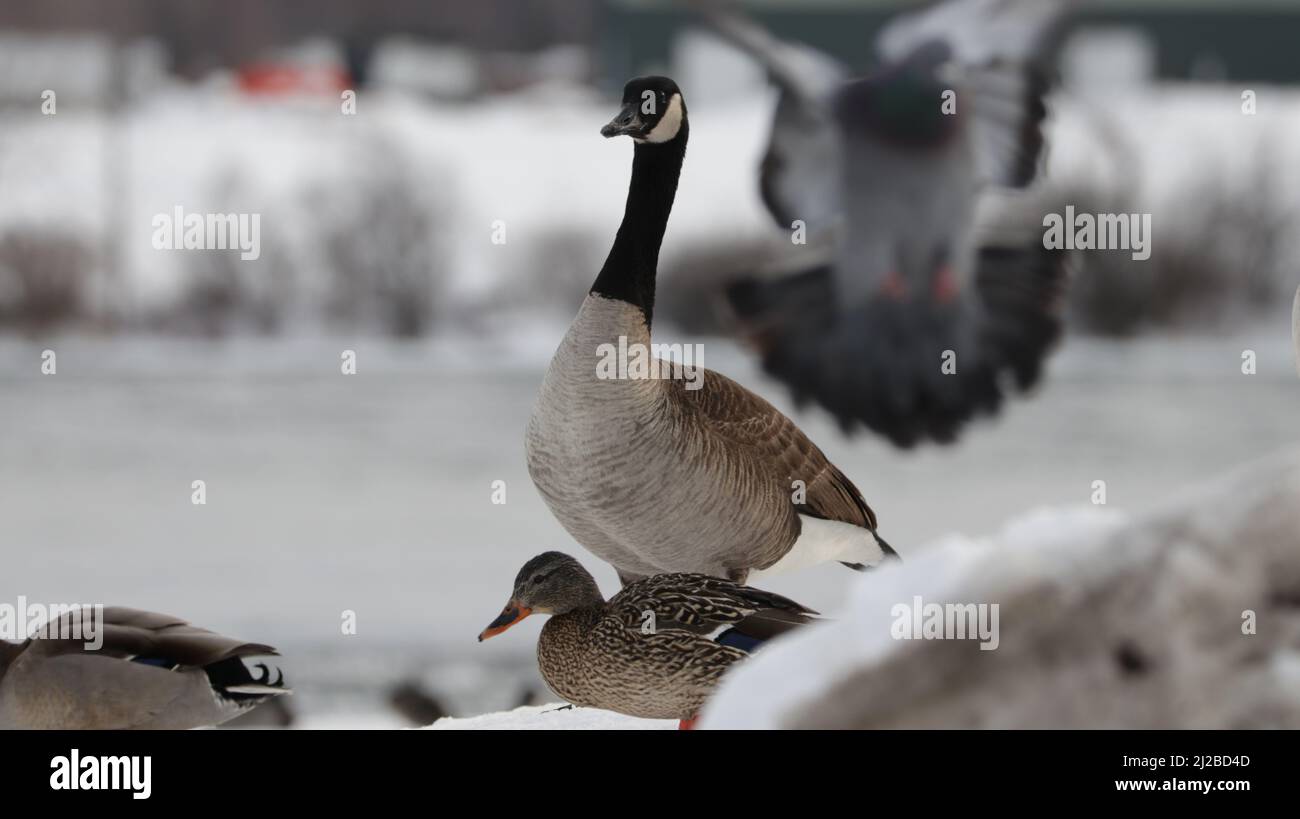 A Canadian goose with a duck and incoming pigeon Stock Photo - Alamy