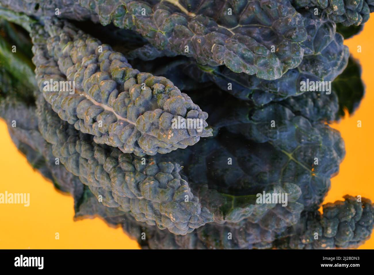 Dinosaur kale hi-res stock photography and images - Alamy