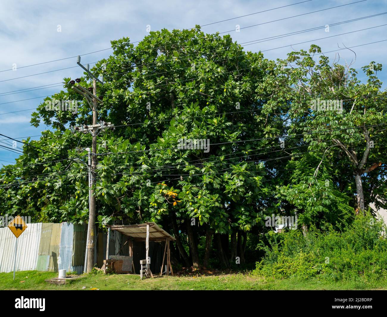 Breadfruit tree (Artocarpus altilis), Big Green Fruits Hanging from a ...
