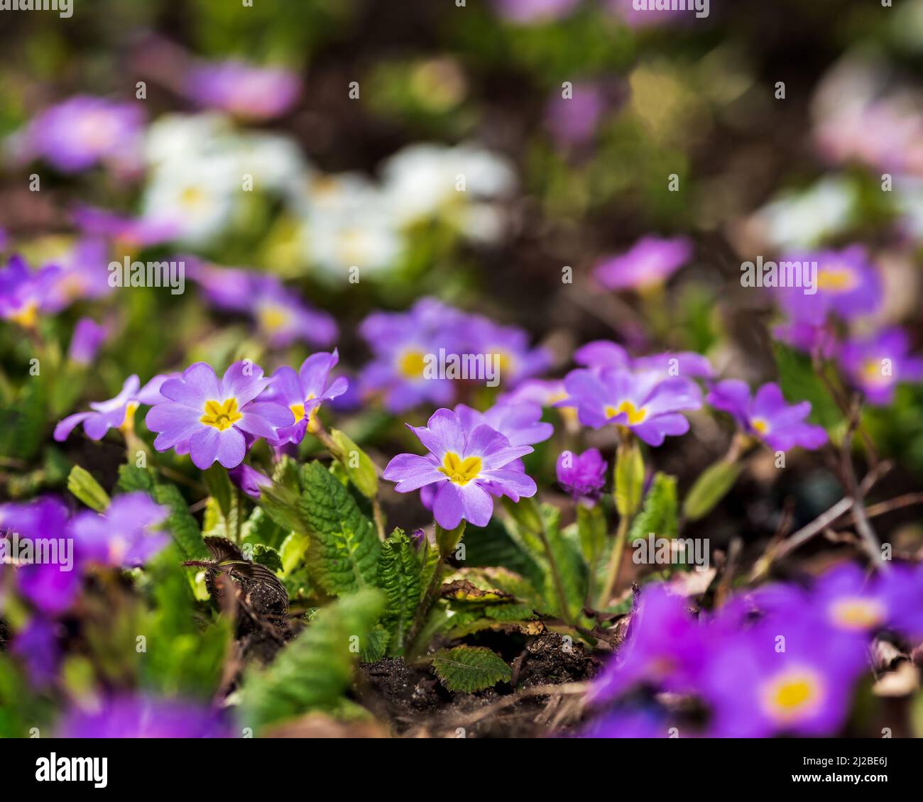 Leaf stamens spring hi-res stock photography and images - Alamy