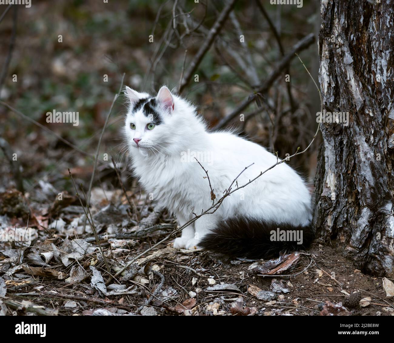 Female stray cat sitting, cat in the forest Stock Photo - Alamy