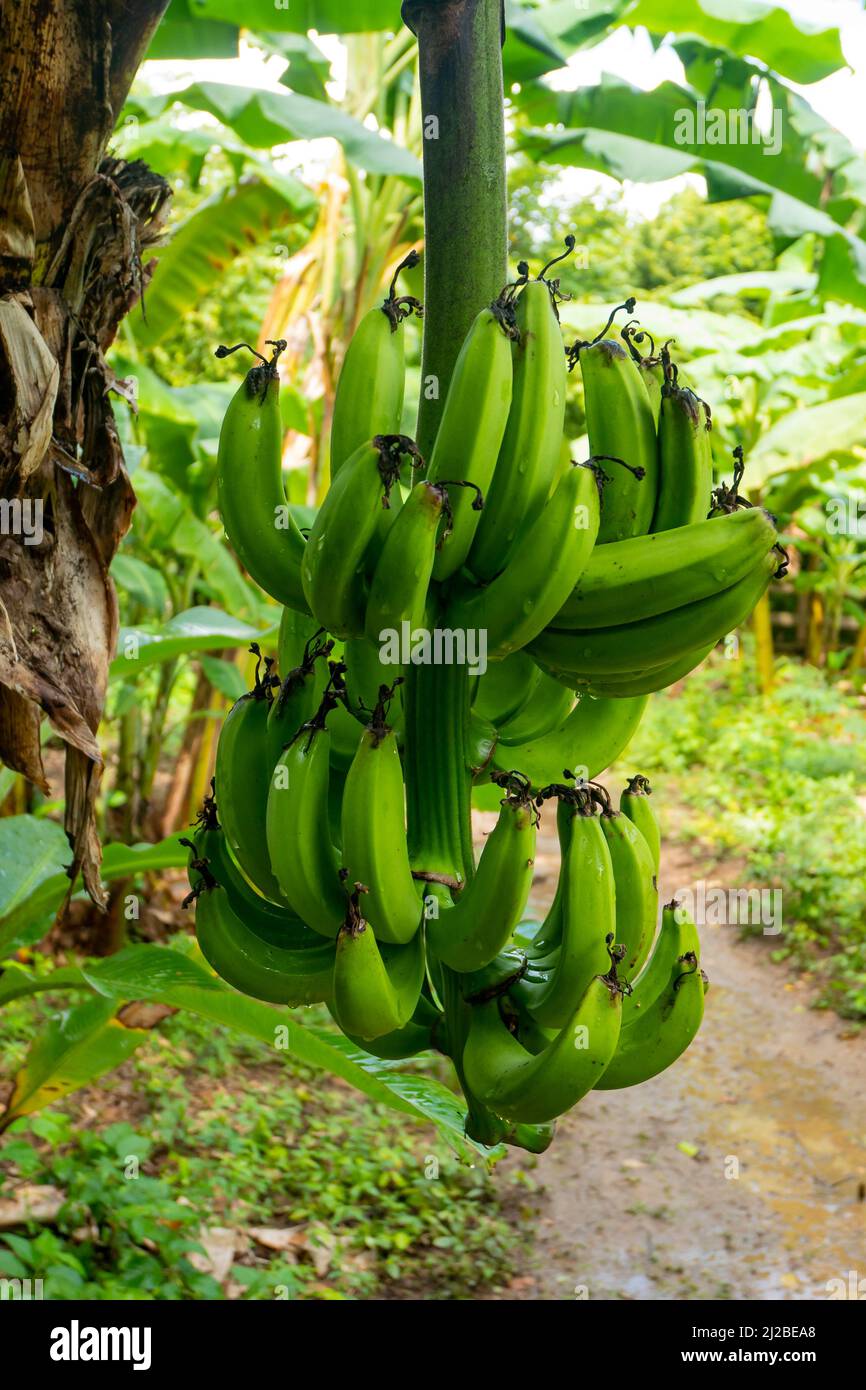 A Bunch of Green Bananas Hanging From a Tree Stock Photo - Alamy