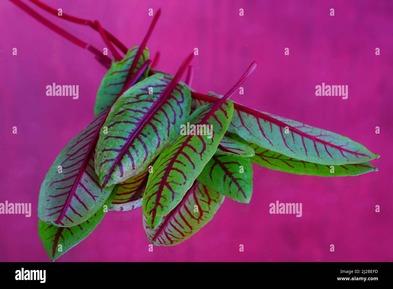 Closeup view of green leaves with dark red veins of the blood dock red ...