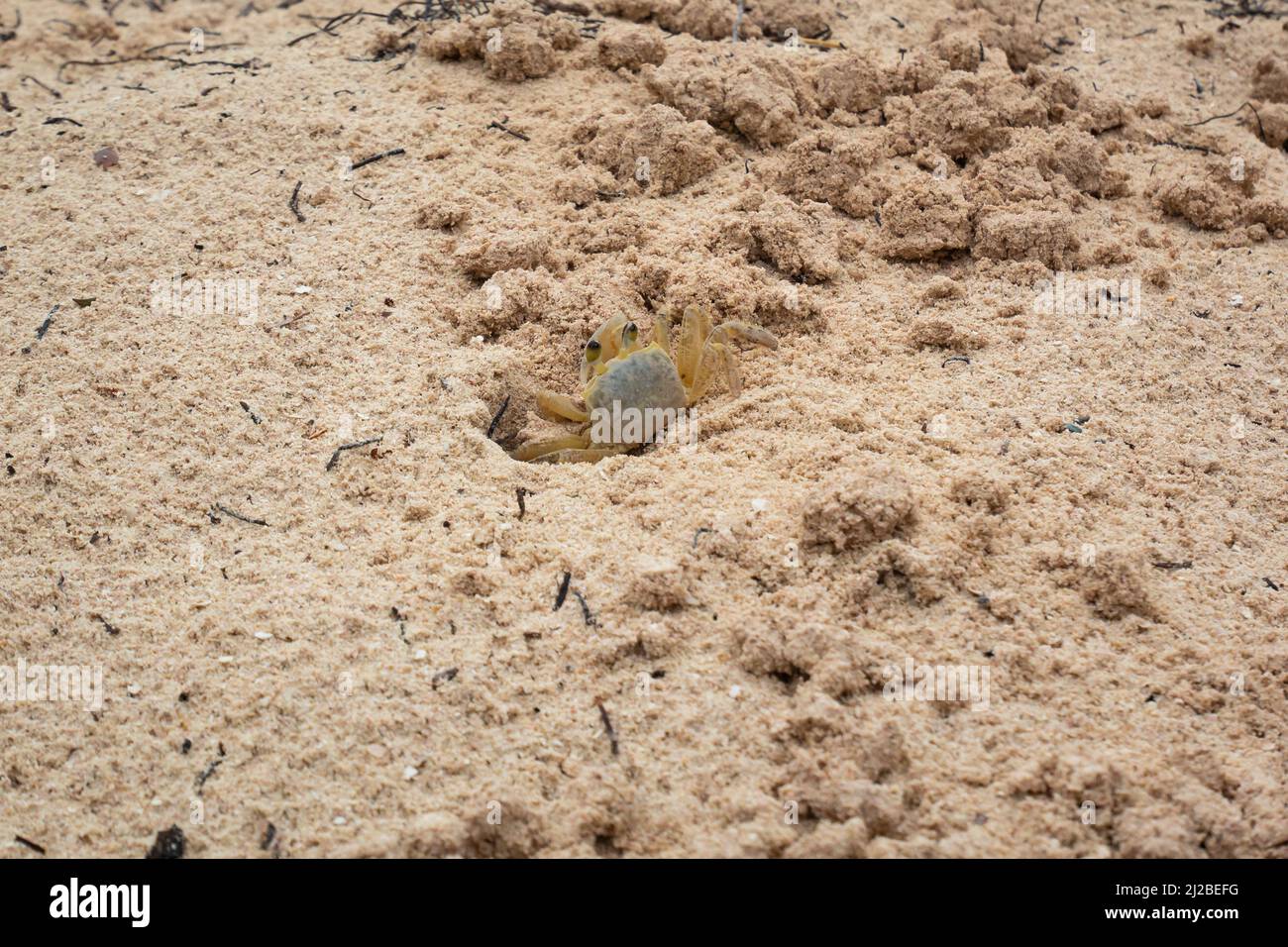 Crab out the hole hi-res stock photography and images - Alamy