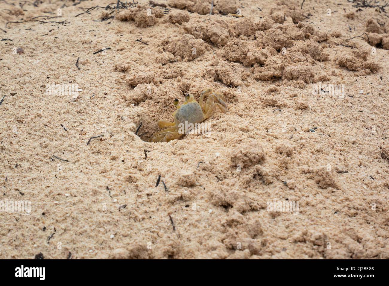 White Crab Digging out Sand to Make a Deeper Hole Stock Photo - Alamy