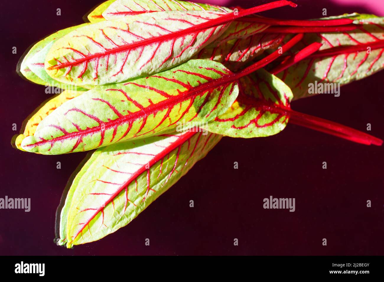 Closeup view of green leaves with dark red veins of the blood dock red ...