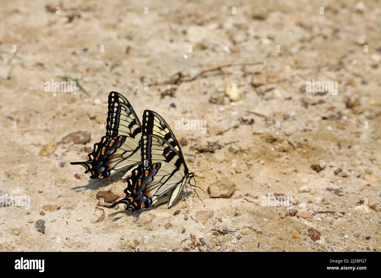 Pair of Swallowtail butterfly Stock Photo - Alamy