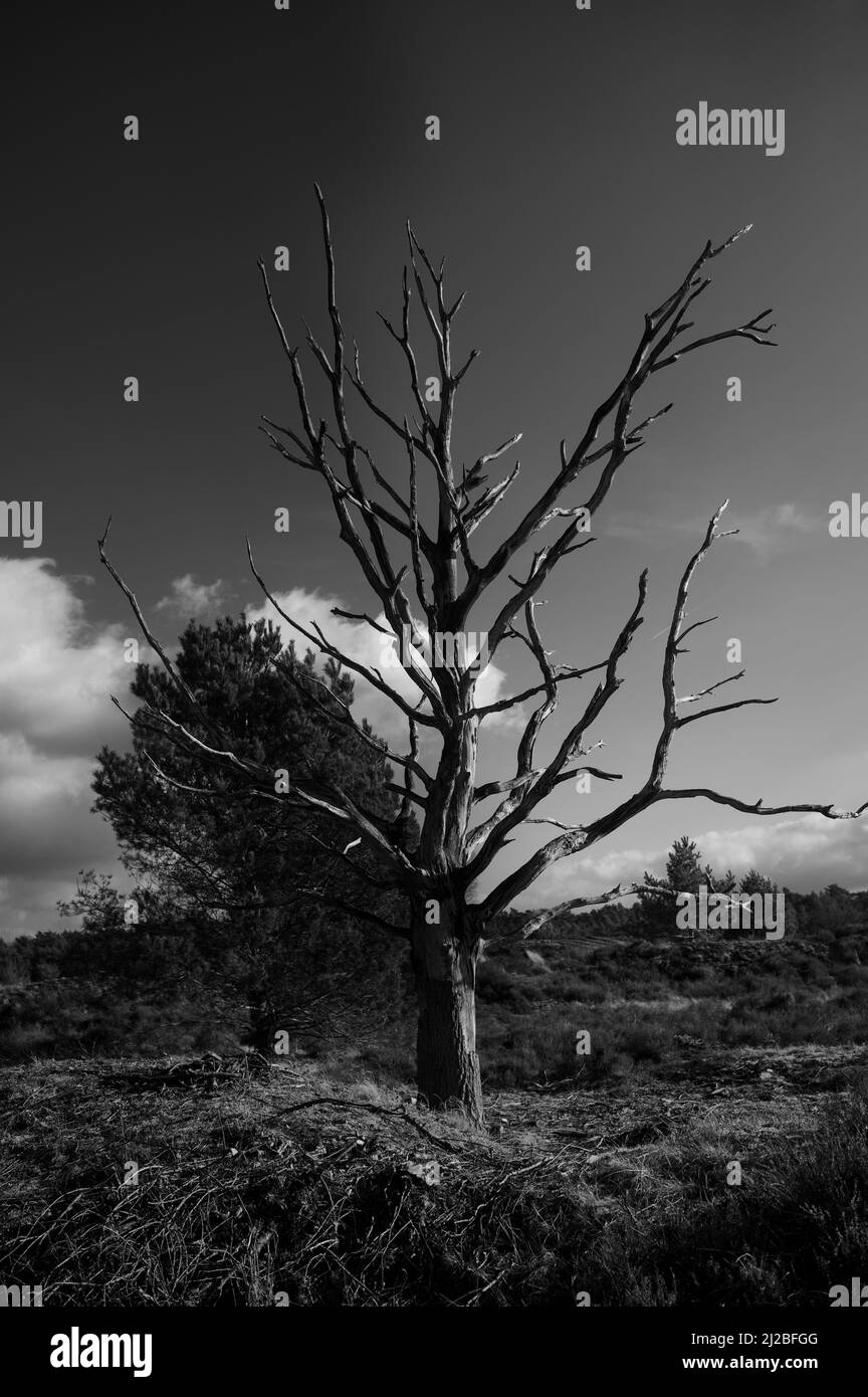 Vertical shot branches in Black and White Stock Photos & Images - Alamy