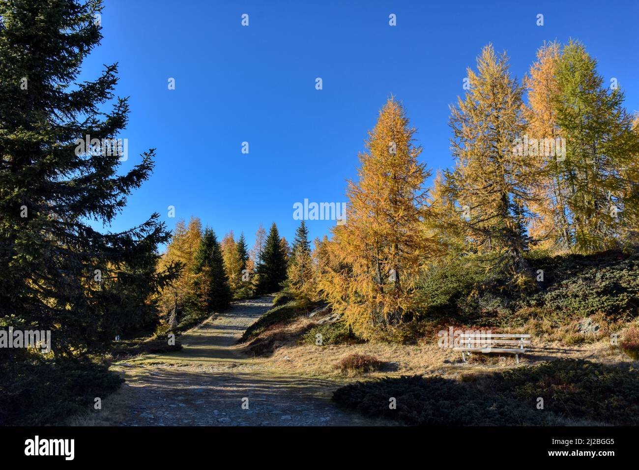 Herbst, Wald, Baum, Bäume, Lärche, Lärchen, Blätter, Nadeln, verfärben, Farbe, Herbstfarben ...