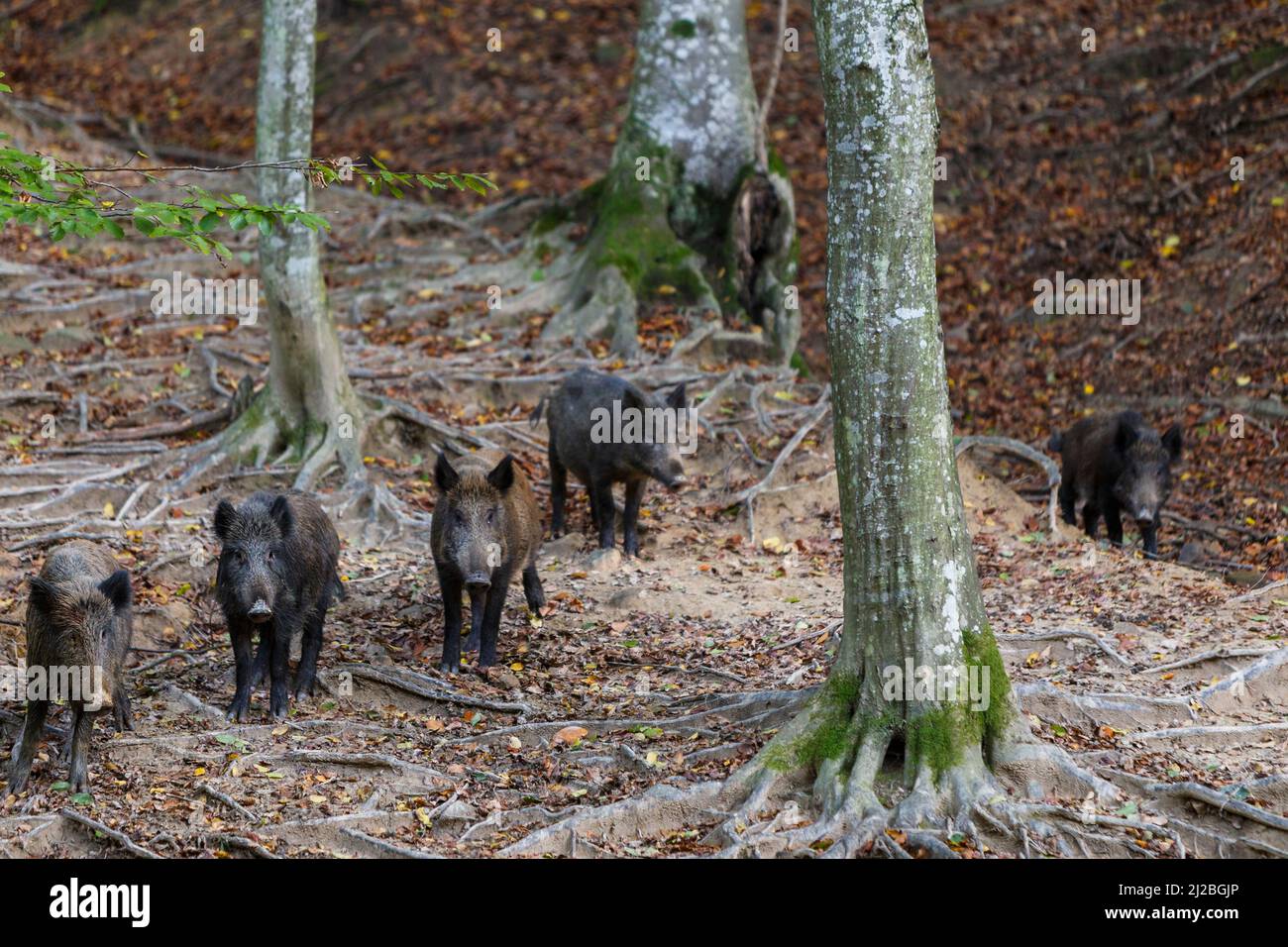 Romania transylvania boar hi-res stock photography and images - Alamy