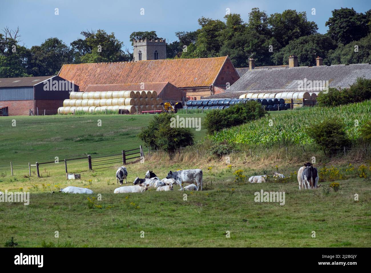 Cattle on grazing pasture with farm buildings, hay and haylage bales ...