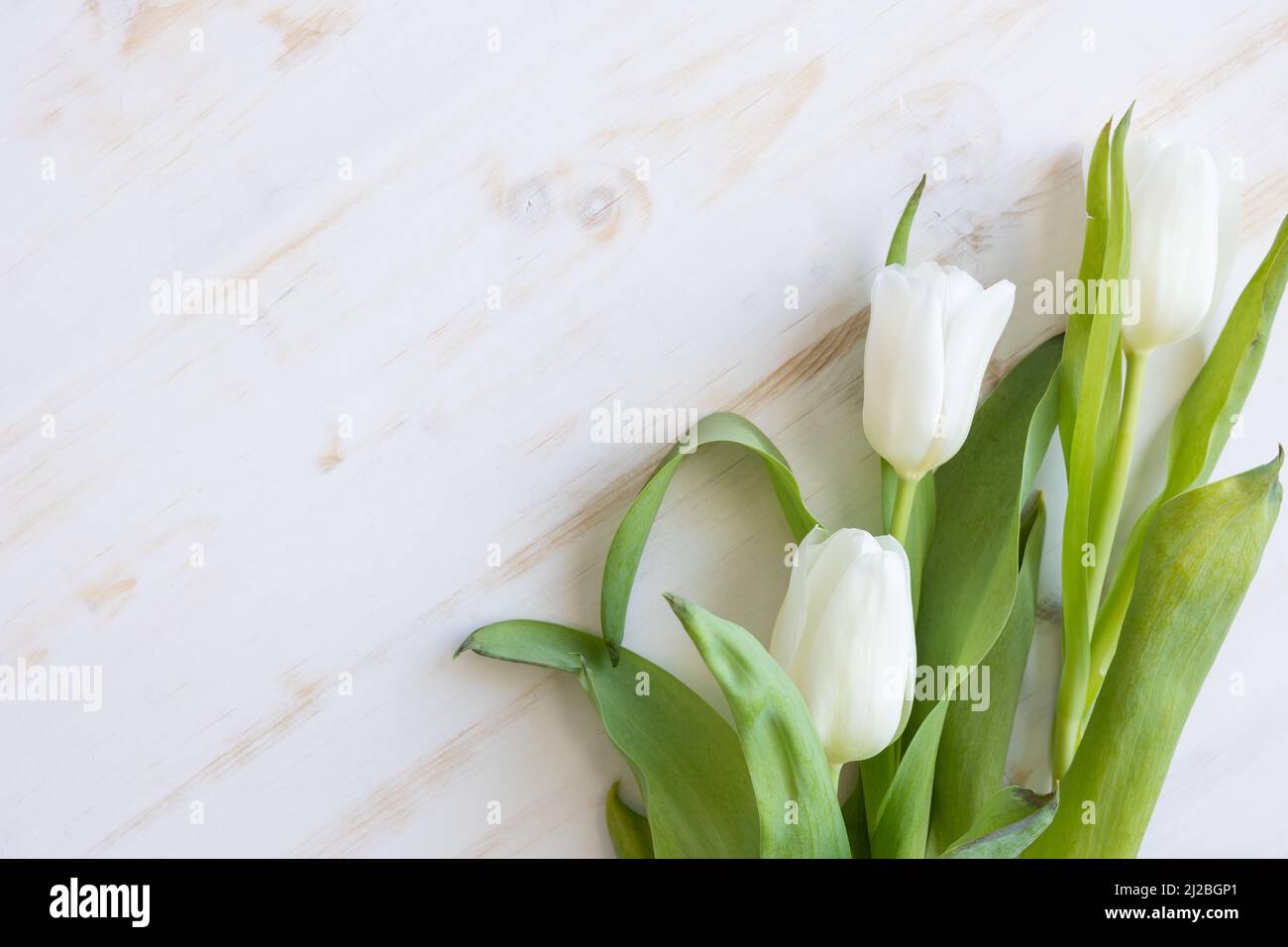 Bouquet of white tulips laying on a white wood table with copy space ...