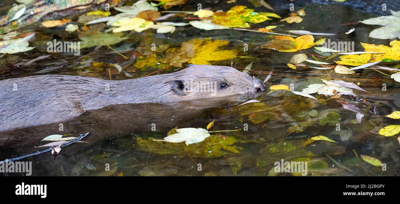 Beaver castor fiber in a pond hi-res stock photography and images - Alamy