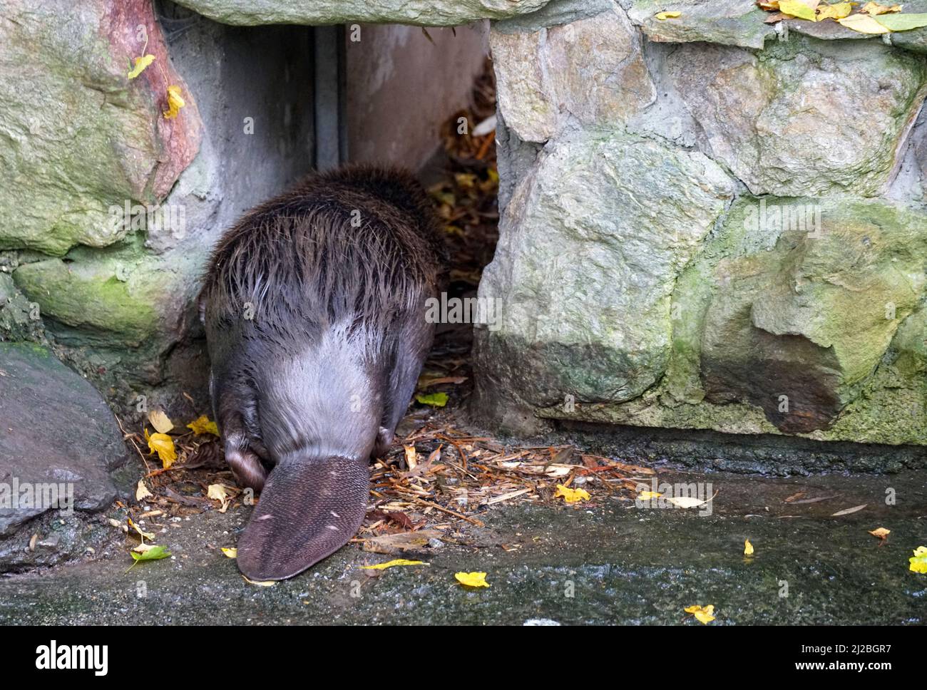 Eurasian beaver tail hi-res stock photography and images - Alamy