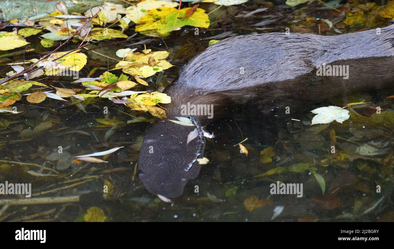 A closeup of the tail of the Eurasian beaver in the water. Castor fiber ...
