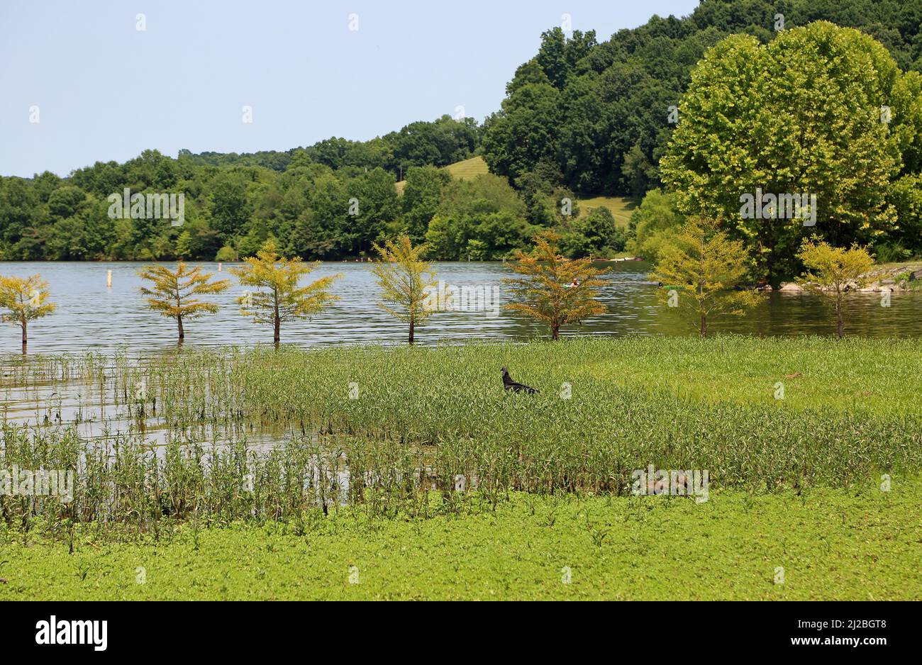 Scene with vulture on Normandy Lake, Tennessee Stock Photo - Alamy