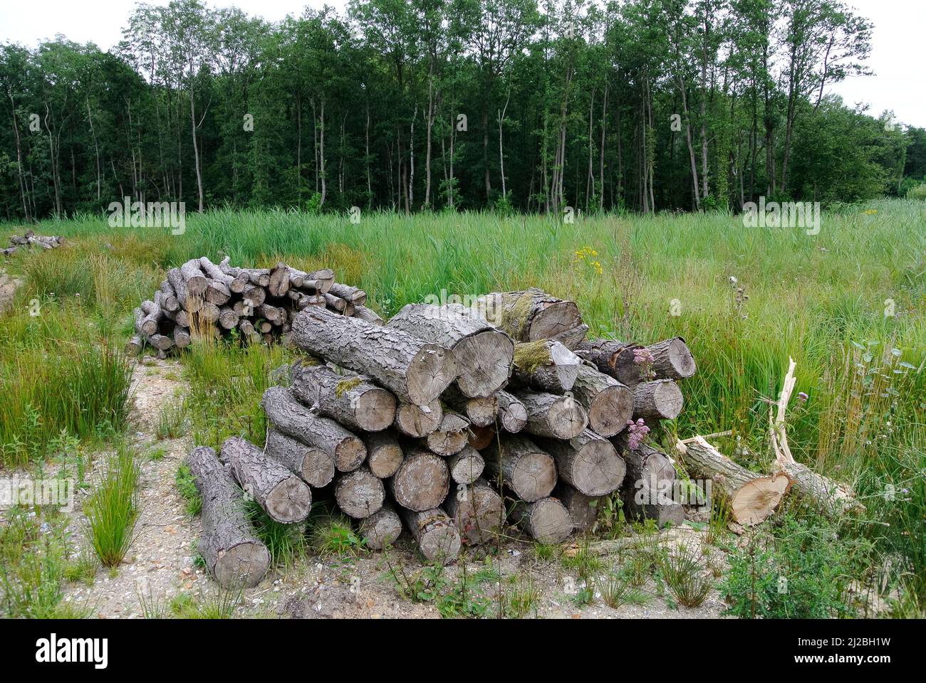 Alder, Alnus glutinosa, cleared alder carr with logpile and remaining ...