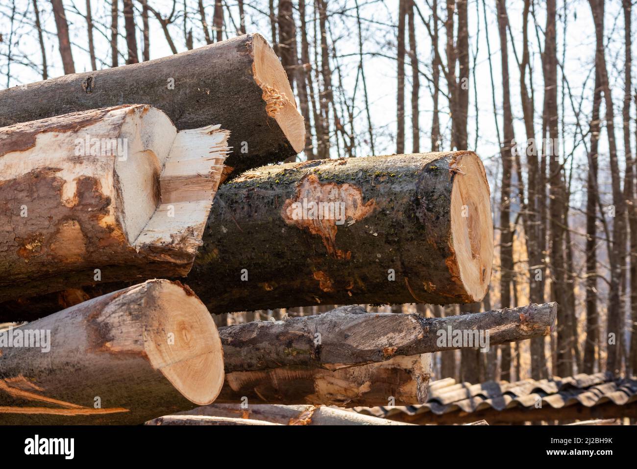 Pile of log trunks, logging timber forest wood industry Stock Photo - Alamy
