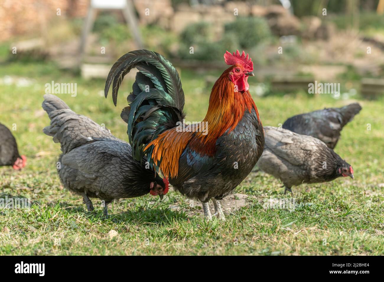 Rooster and hens in a farmyard. Educational Farm, rhinau, alsace ...