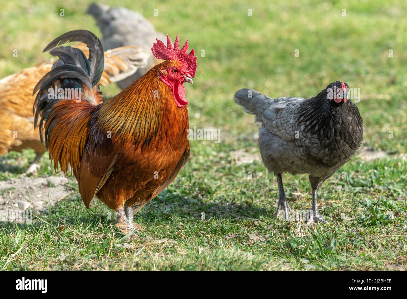 Rooster and hens in a farmyard. Educational Farm, rhinau, alsace ...