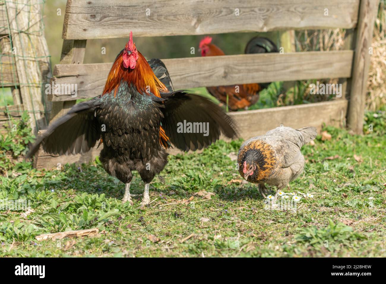 Rooster and hens in a farmyard. Educational Farm, rhinau, alsace ...