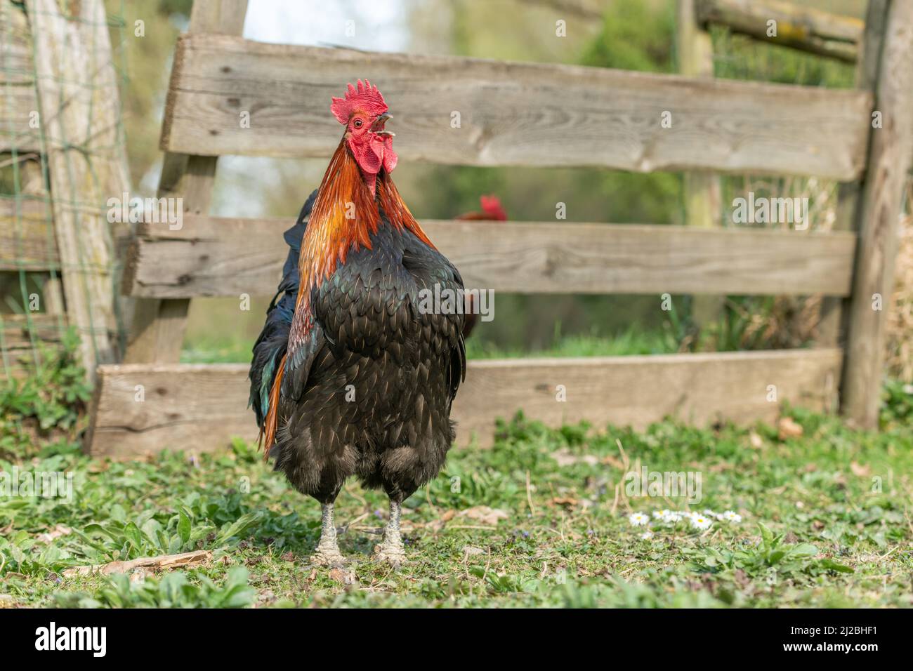 Portrait of a Rooster crowing in a farmyard. Educational Farm, Alsace ...