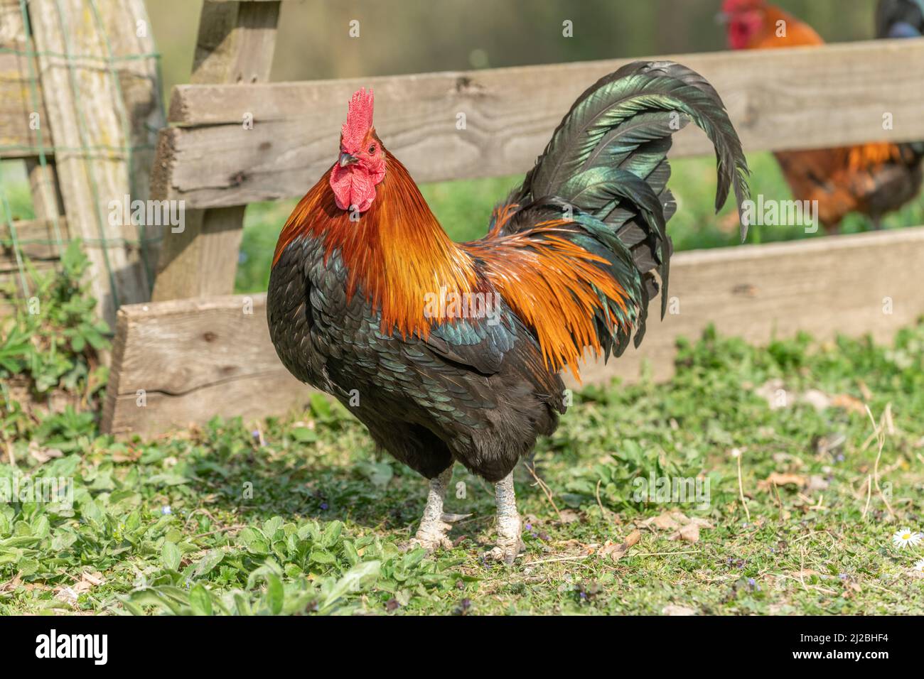 Rural farming poster hi-res stock photography and images - Alamy