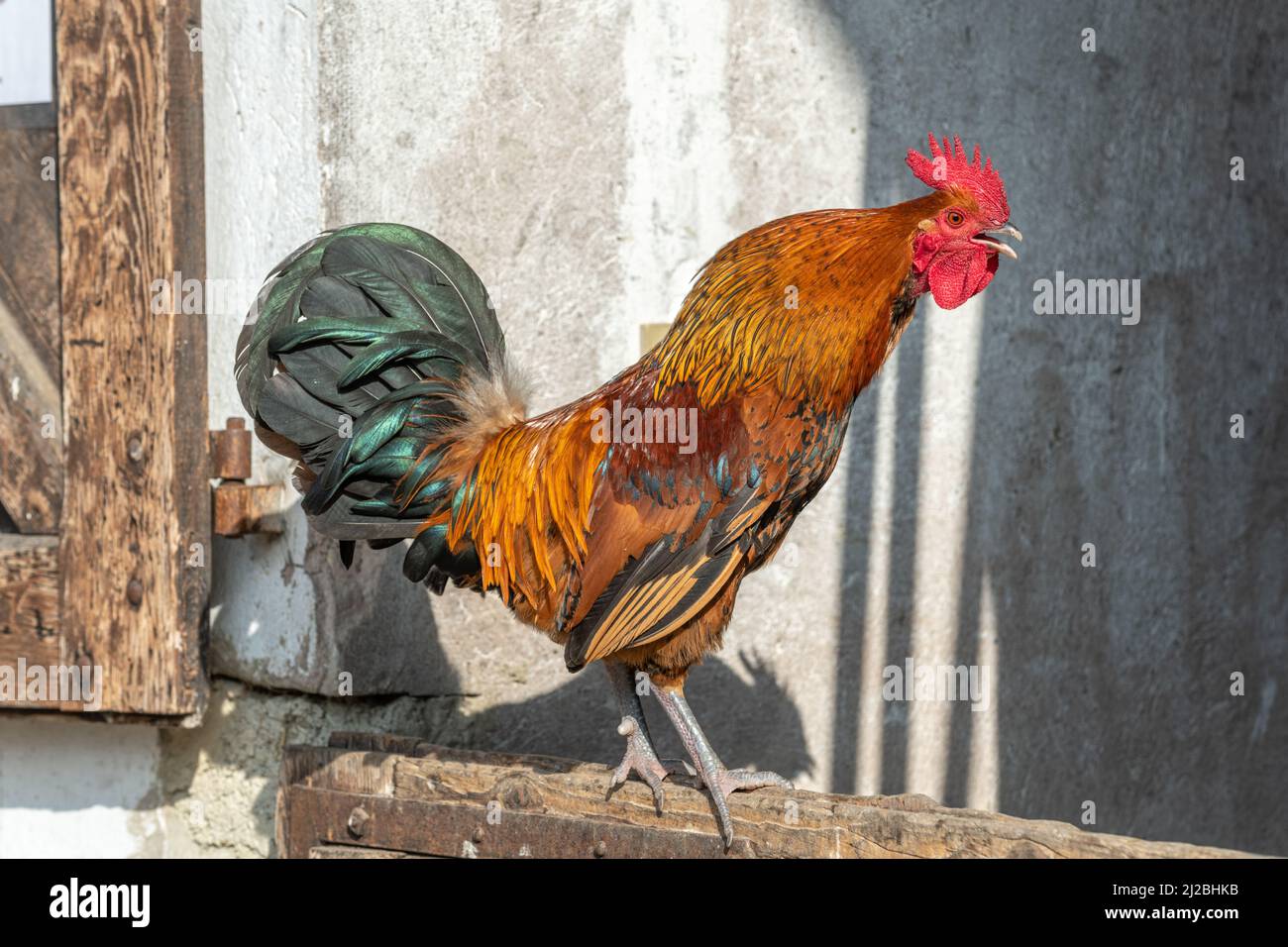 Portrait of a Rooster crowing in a farmyard. Educational Farm, Alsace ...