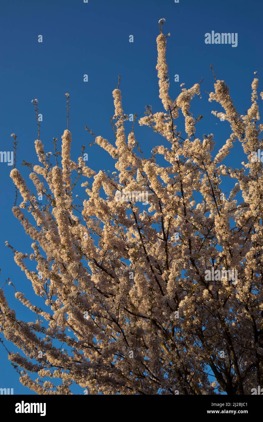 Cherry trees in blossom in the spring in London, England,UK Stock Photo ...