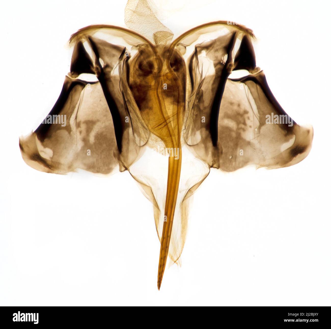 Microscope sting colony bee hornet mouthparts hi-res stock photography ...