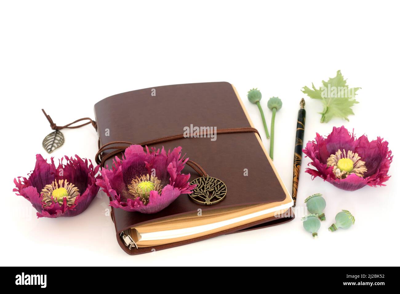 Poppy herb flowers, seed pods and old leather notebook. Used in natural ...
