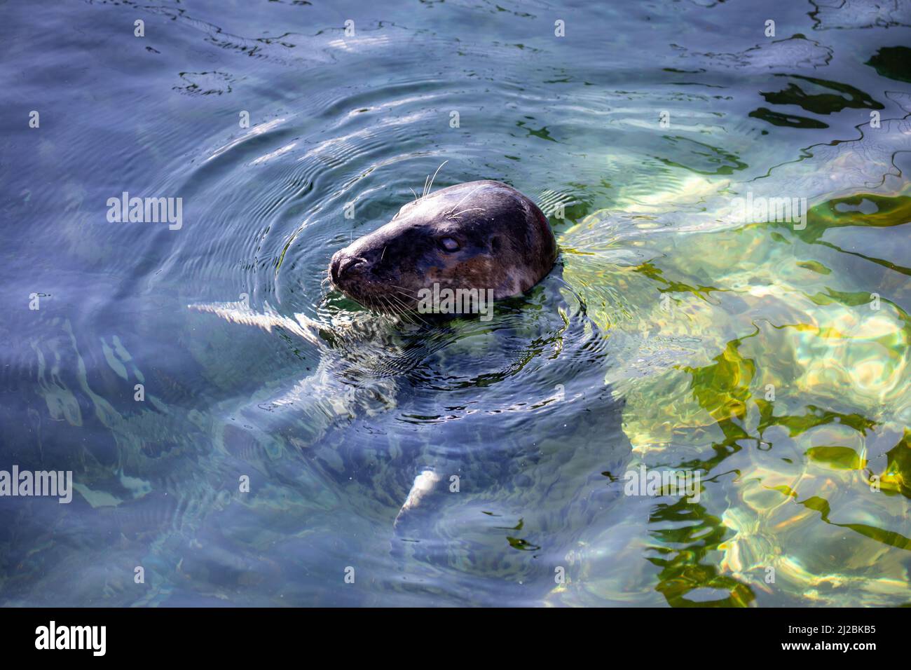 Seal swimming in sea in cornwall hi-res stock photography and images ...