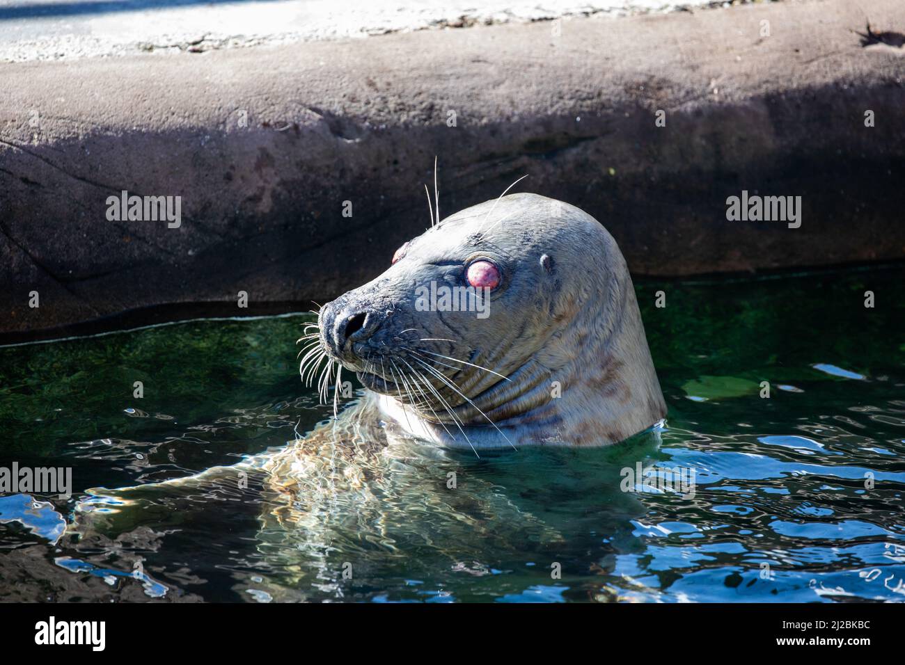 Gweek, Cornwall, 31st March 2022, Visitors enjoyed the glorious ...