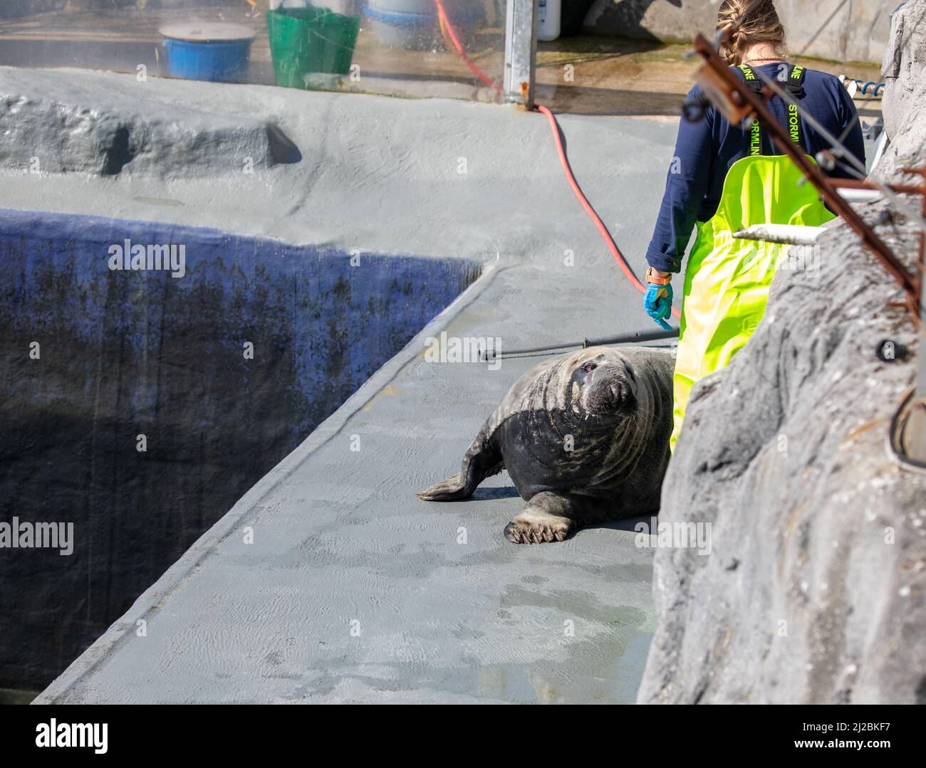Seal swimming in cornish sea hi-res stock photography and images - Alamy