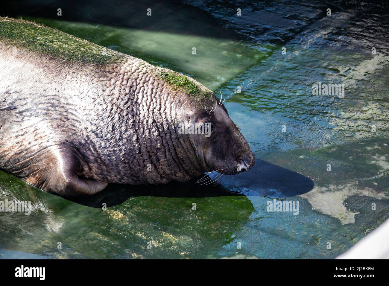 Gweek, Cornwall, 31st March 2022, Visitors enjoyed the glorious ...