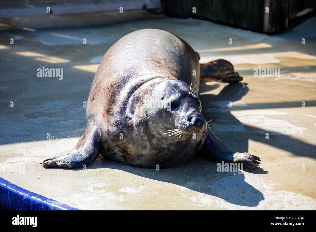 Seal swimming in sea in cornwall hi-res stock photography and images ...