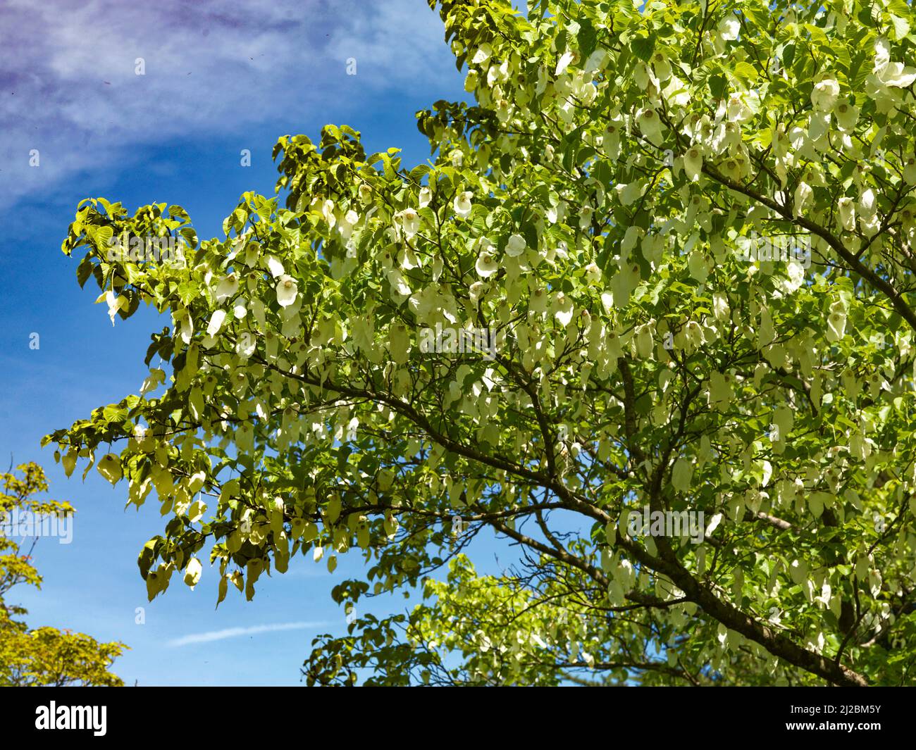 Paper Handkerchief Tree, Dove Tree or Goat Tree, in Rowallene Gardens ...