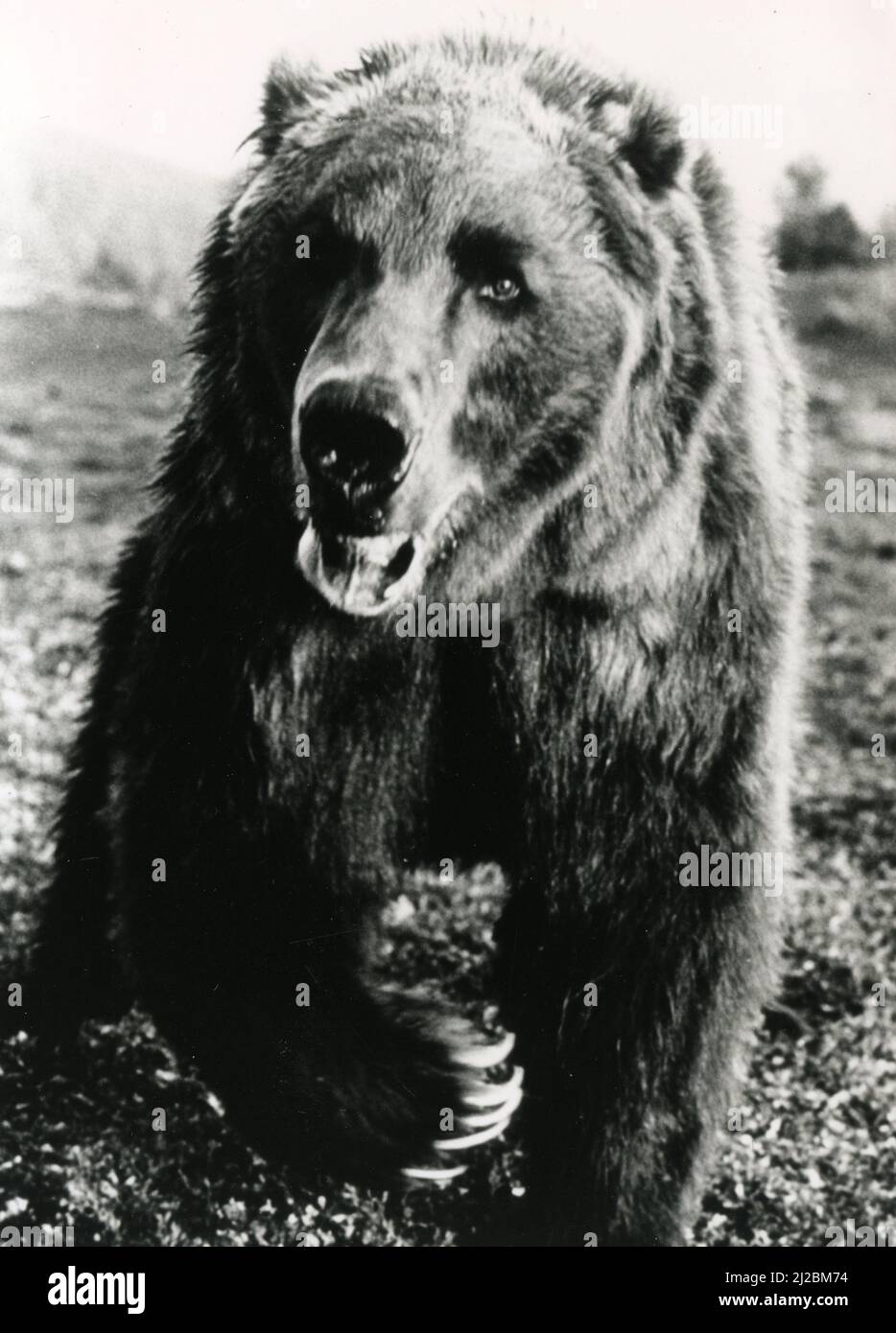 Bart bear hi-res stock photography and images - Alamy