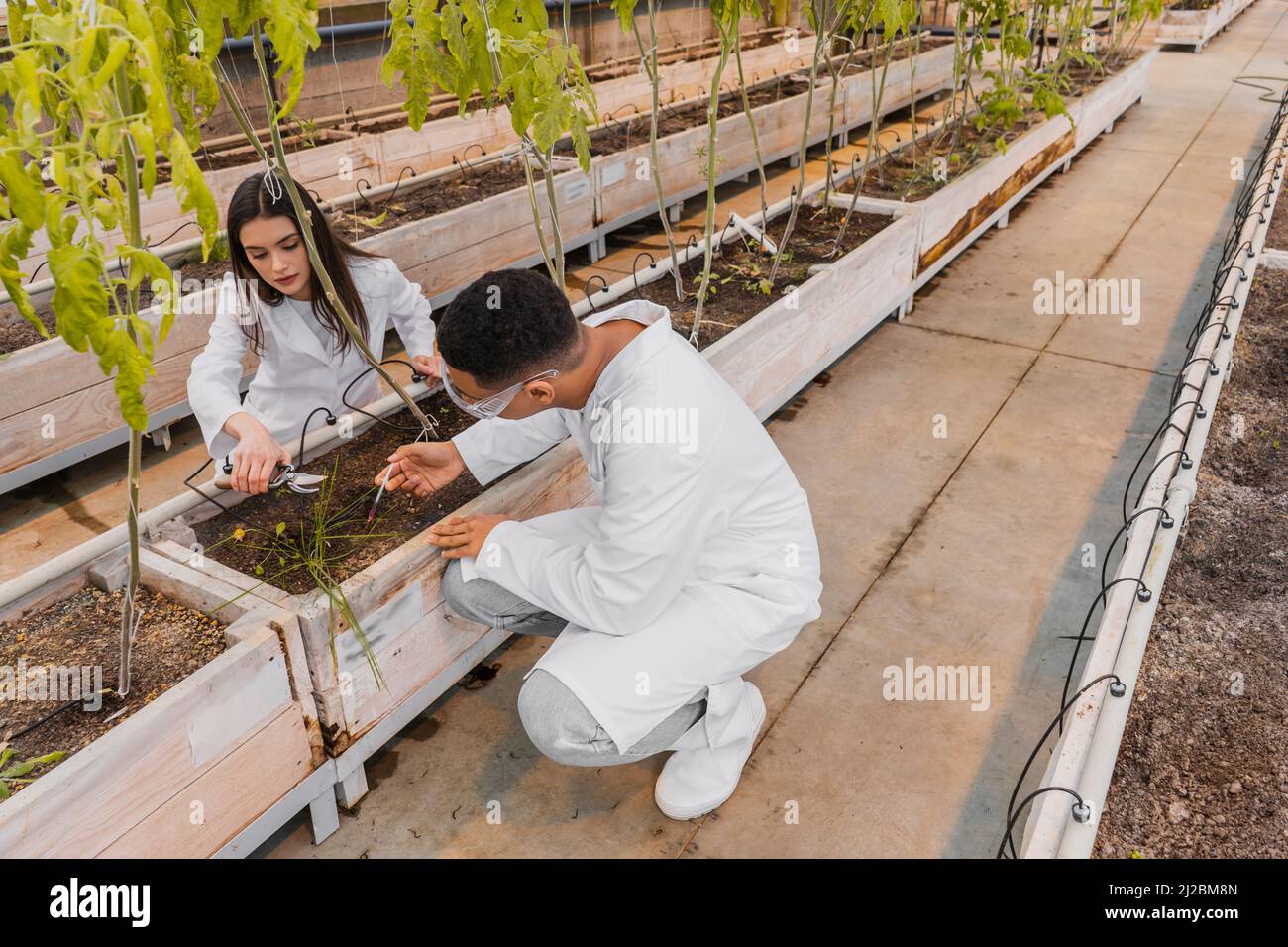 Interracial botanists working with plants, syringe and secateurs in ...
