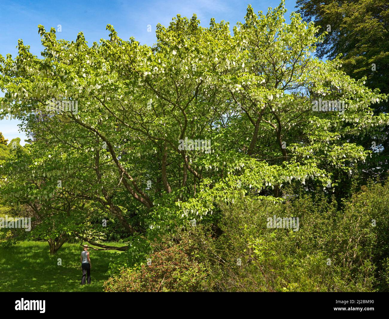 Paper Handkerchief Tree, Dove Tree or Goat Tree, in Rowallene Gardens ...