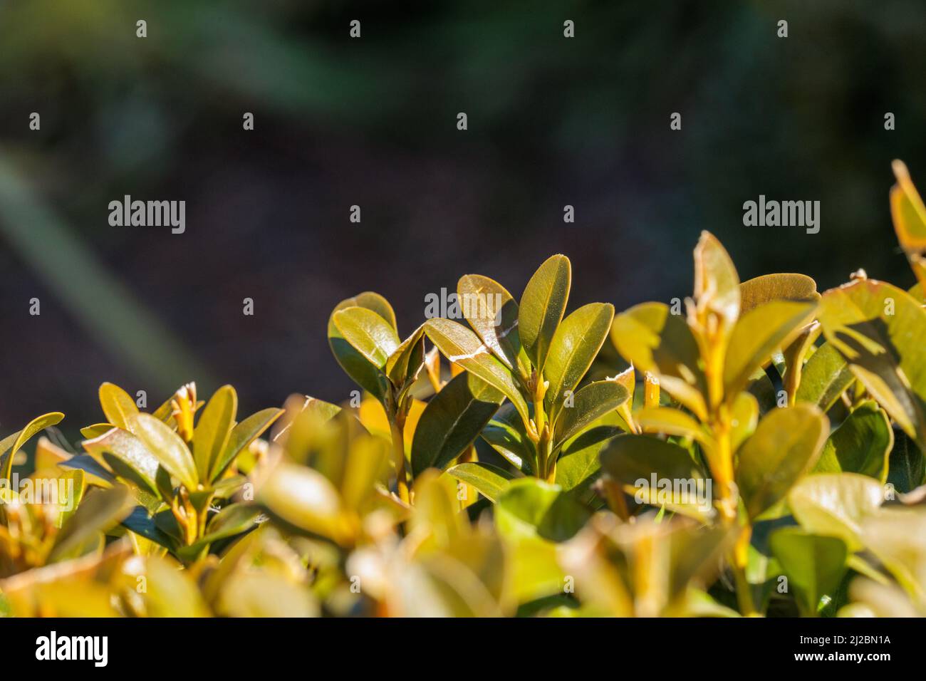 boxwood leaves. Green background of boxwood leaves. Green boxwood ...